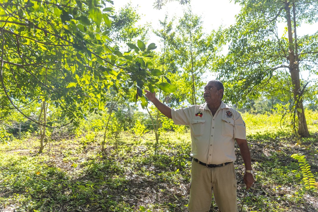 Juru Walk | Burdekin Shire Council