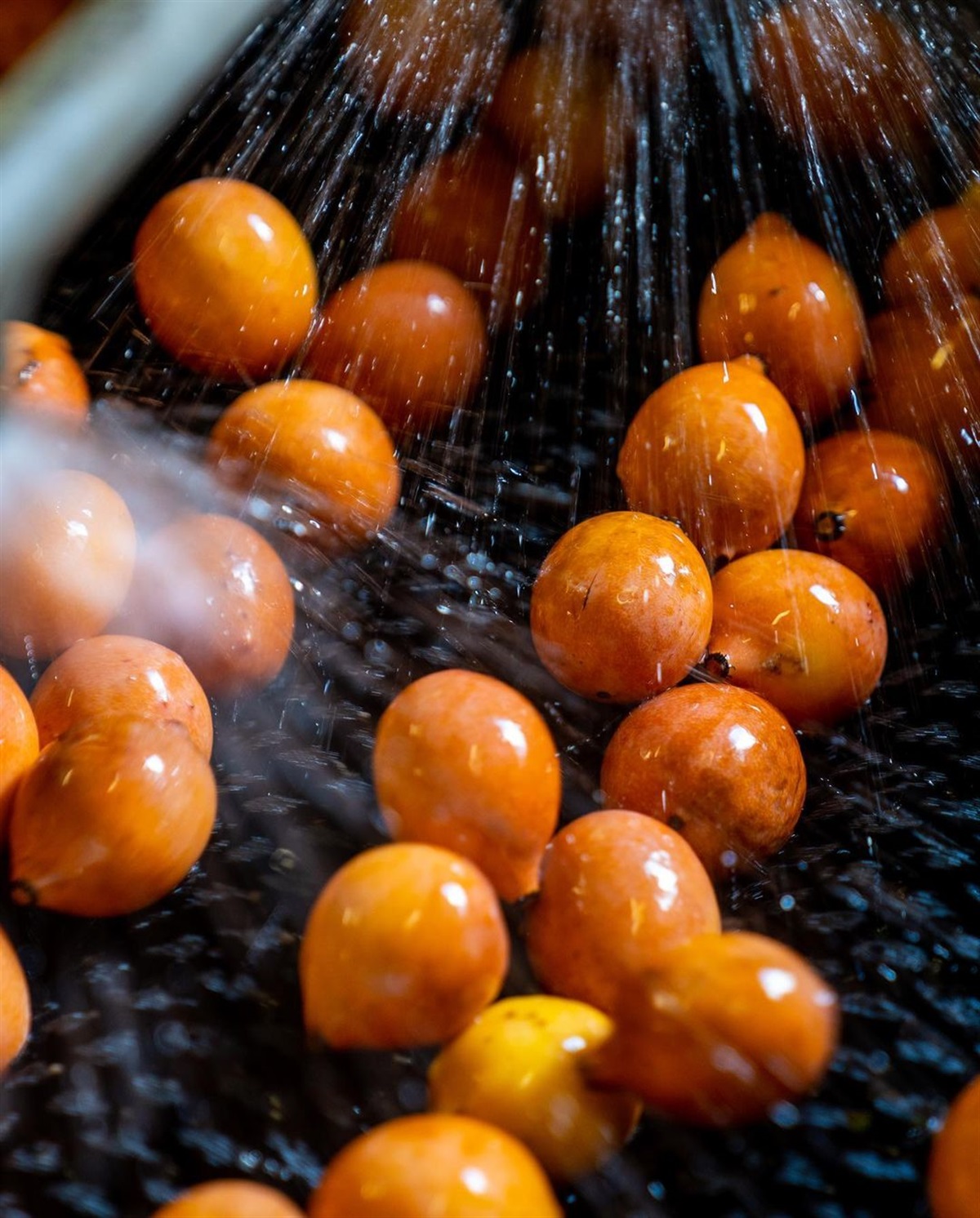 Achacha Farm Tours | Burdekin Shire Council